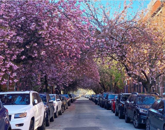 Best Places to See Cherry Blossoms and Blooming Trees in Philly ...