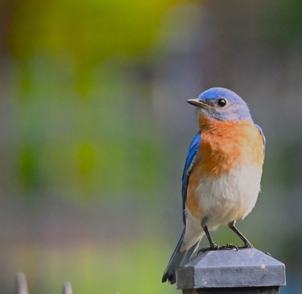 ChitChat Philly Mag, Saquon Barkley - Philly Chit Chat